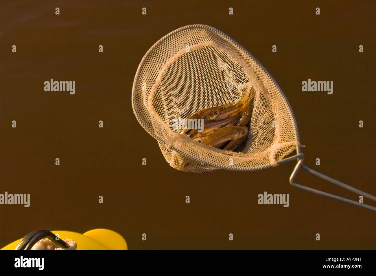Minnow net hi-res stock photography and images - Alamy