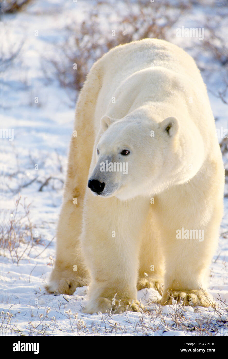 Rare bear hi-res stock photography and images - Alamy