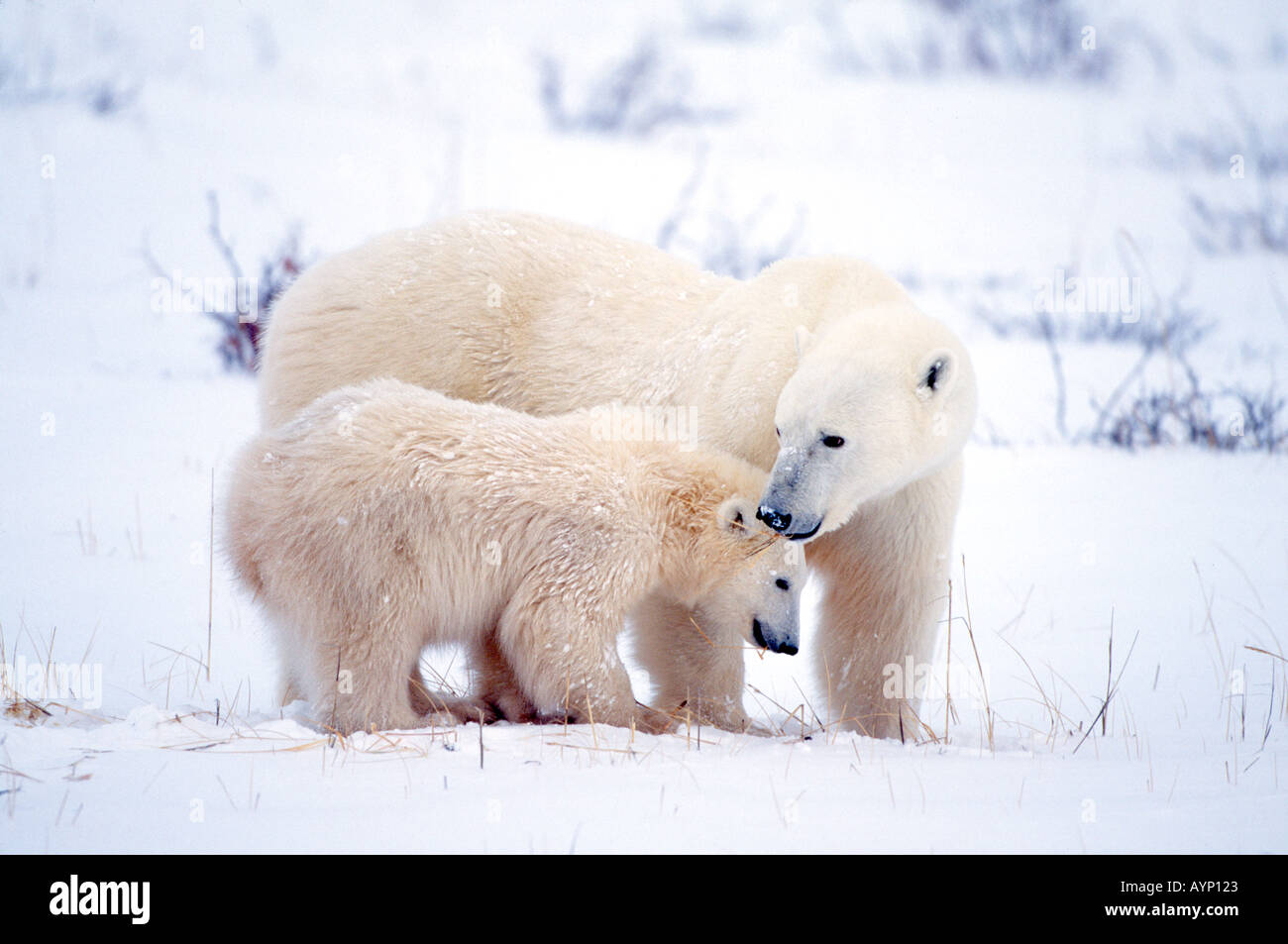 Polar bear hunt with cubs hi-res stock photography and images - Alamy