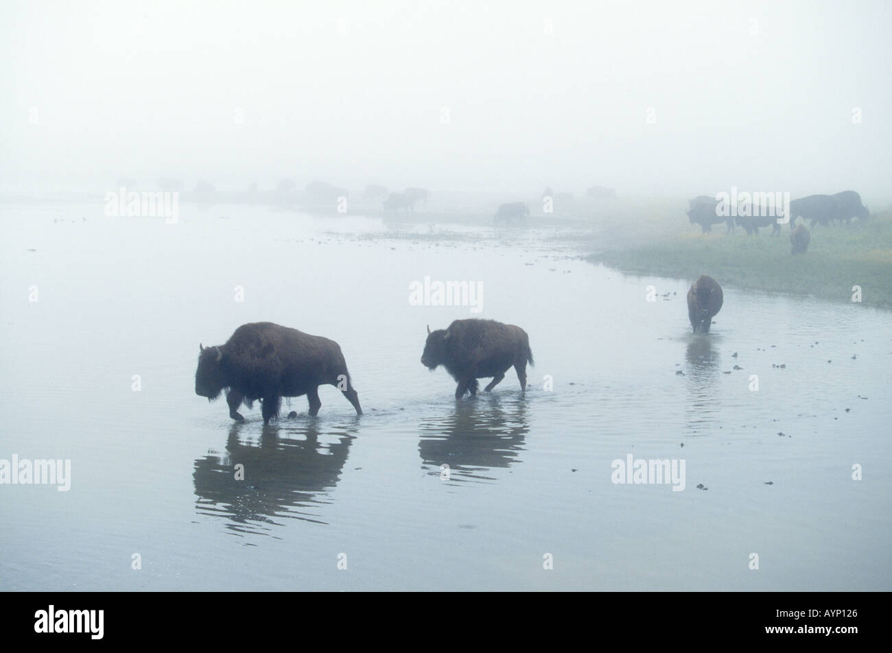 Bison crossing stream hi-res stock photography and images - Alamy