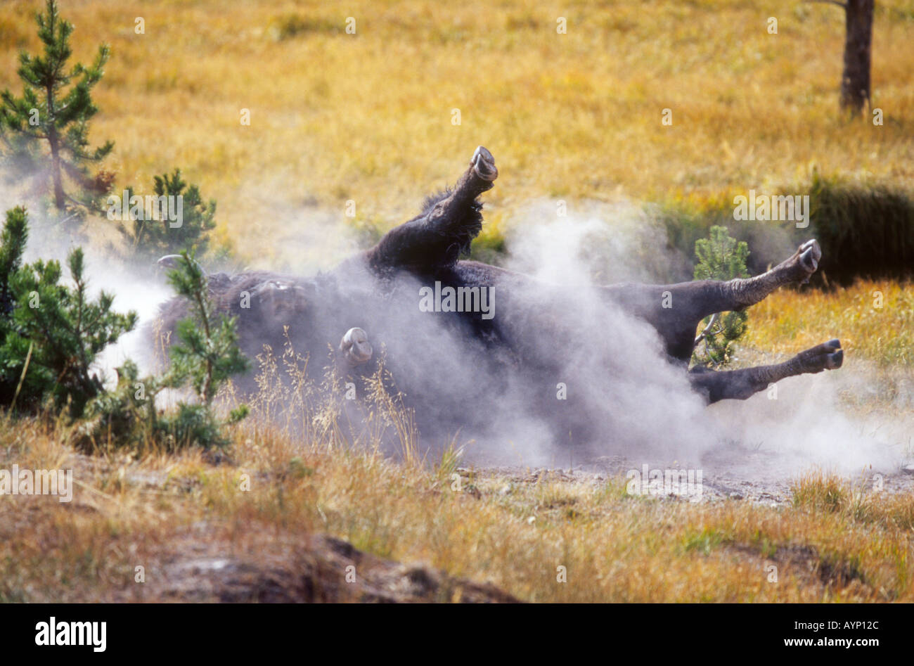 Bull bison rolling in dust Stock Photo - Alamy