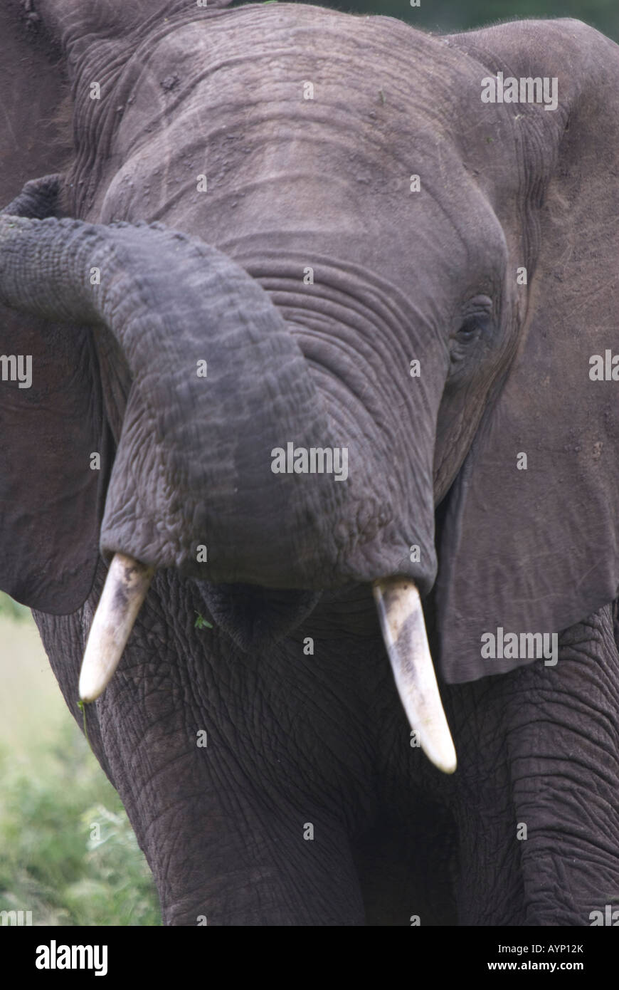 A portrait of an African elephant with trunk raised Stock Photo - Alamy