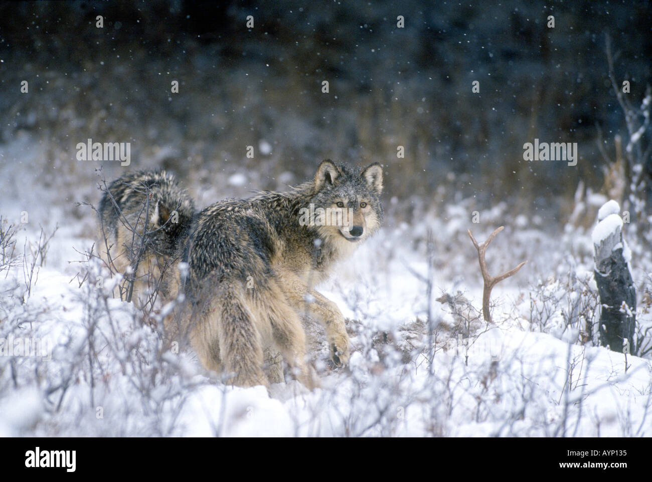 Controversial mammal hi-res stock photography and images - Alamy