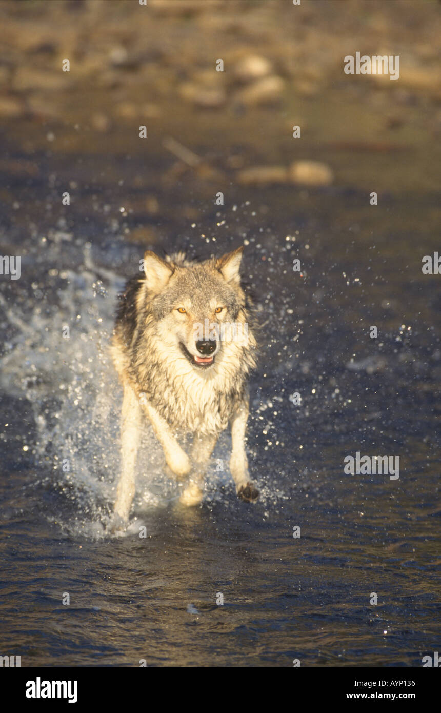 Wolf running across stream Stock Photo - Alamy