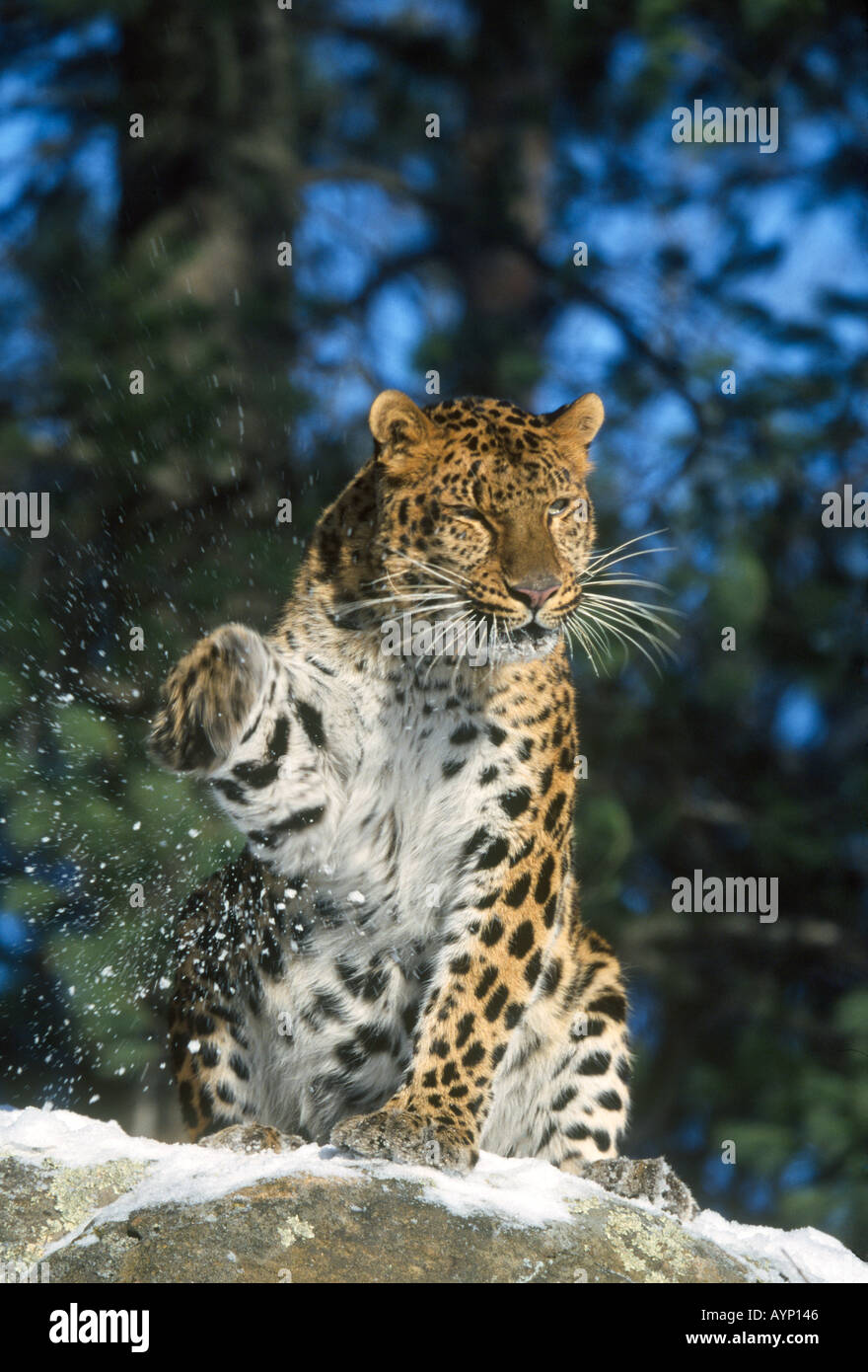 Amur Leopard In Snow