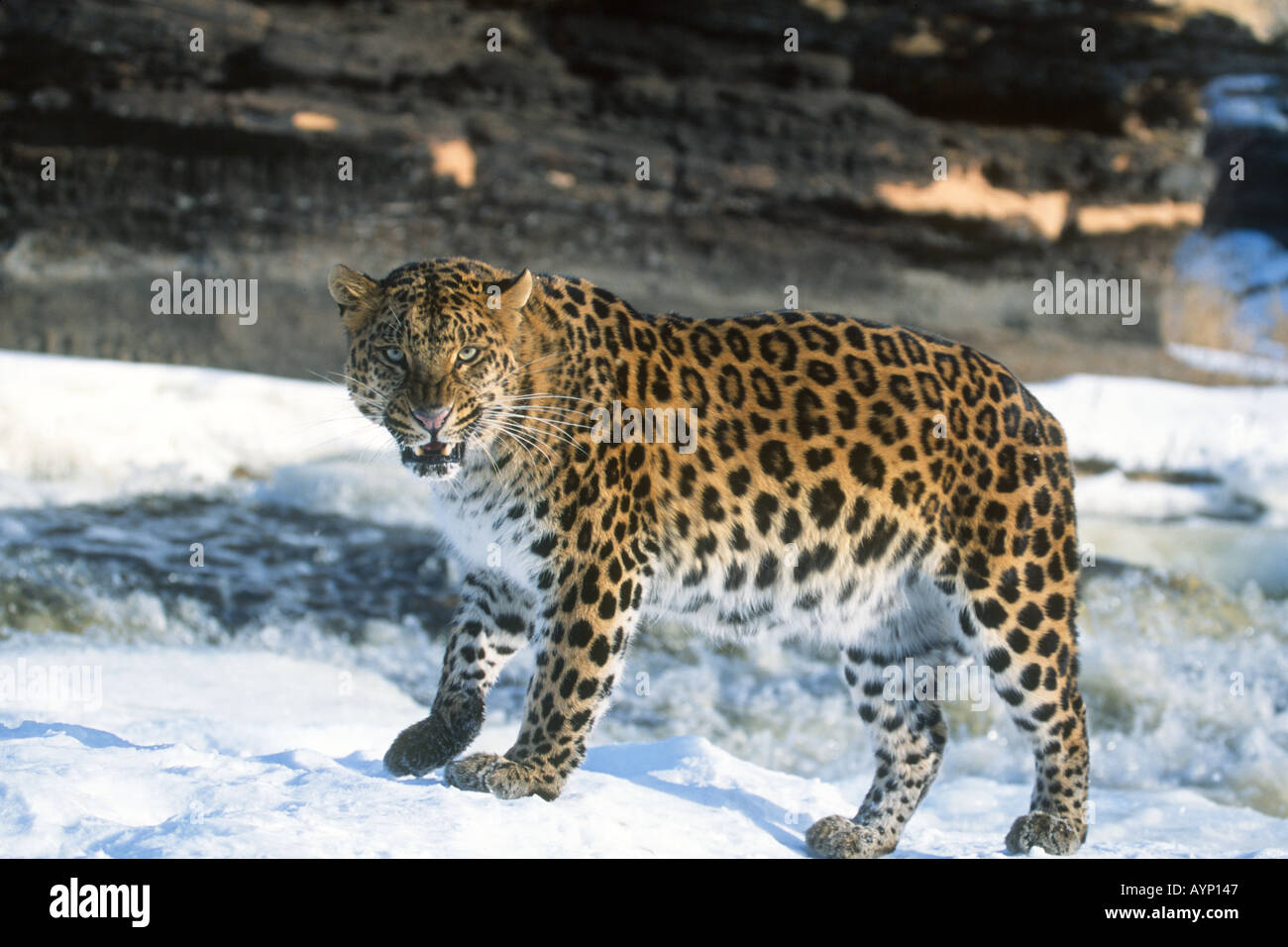 Amur leopard in winter along stream Stock Photo - Alamy