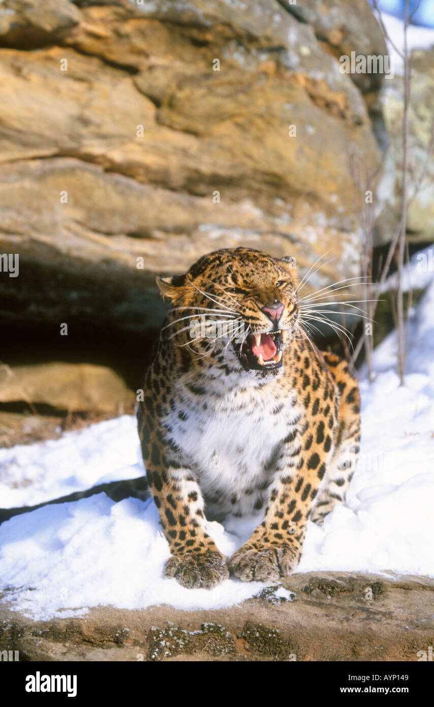 Amur leopard snow hi-res stock photography and images - Alamy