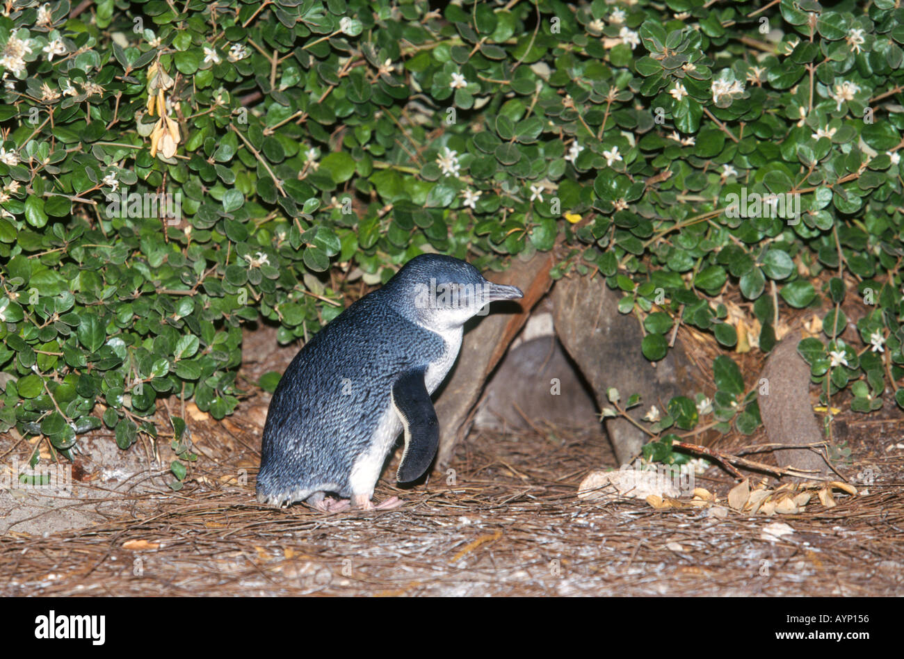 Fairy penguin hi-res stock photography and images - Alamy