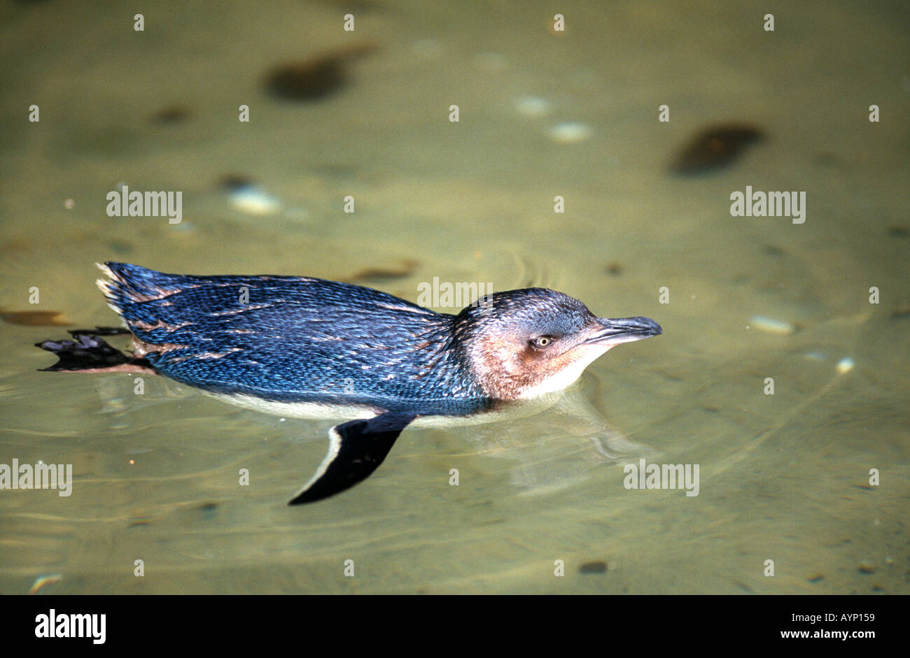 Fairy or little penguin swimming Stock Photo - Alamy