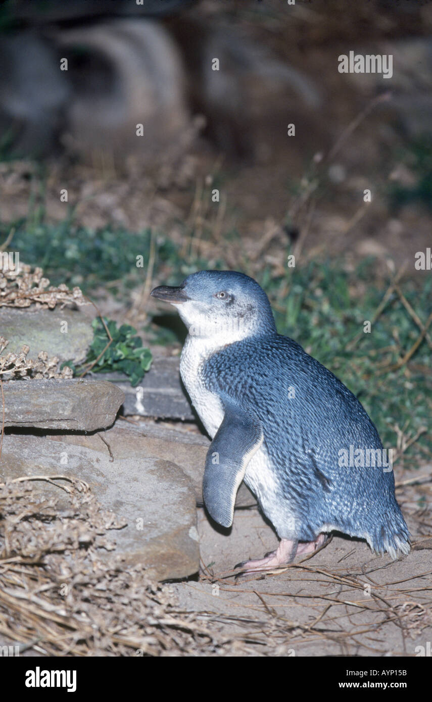 Fairy or little penguin near burrow Stock Photo - Alamy