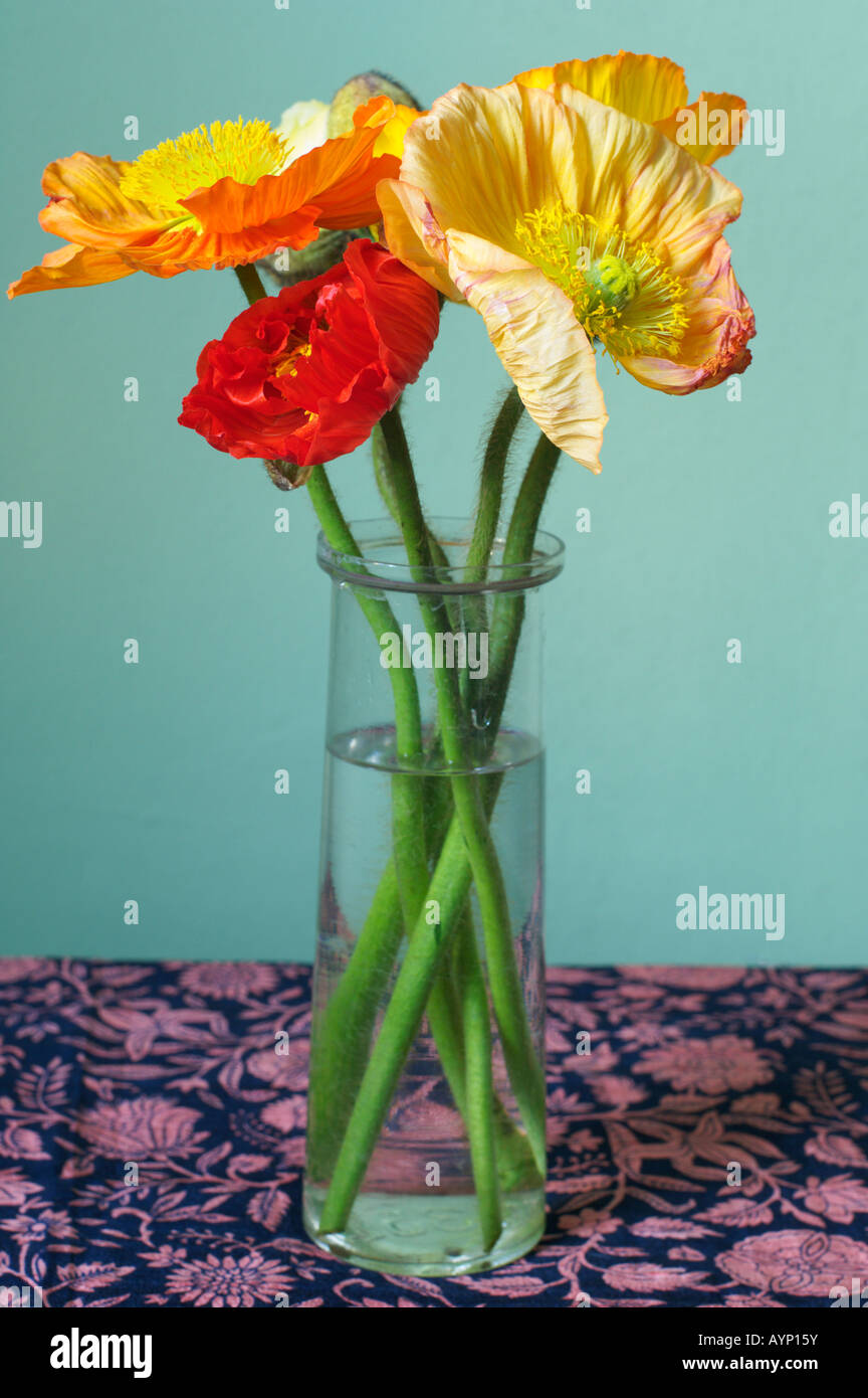 Poppies in a vase Stock Photo - Alamy