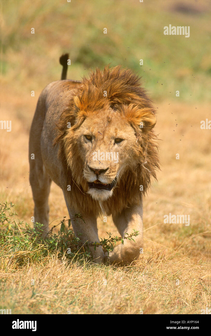 Male African lion in Tanzania Stock Photo - Alamy
