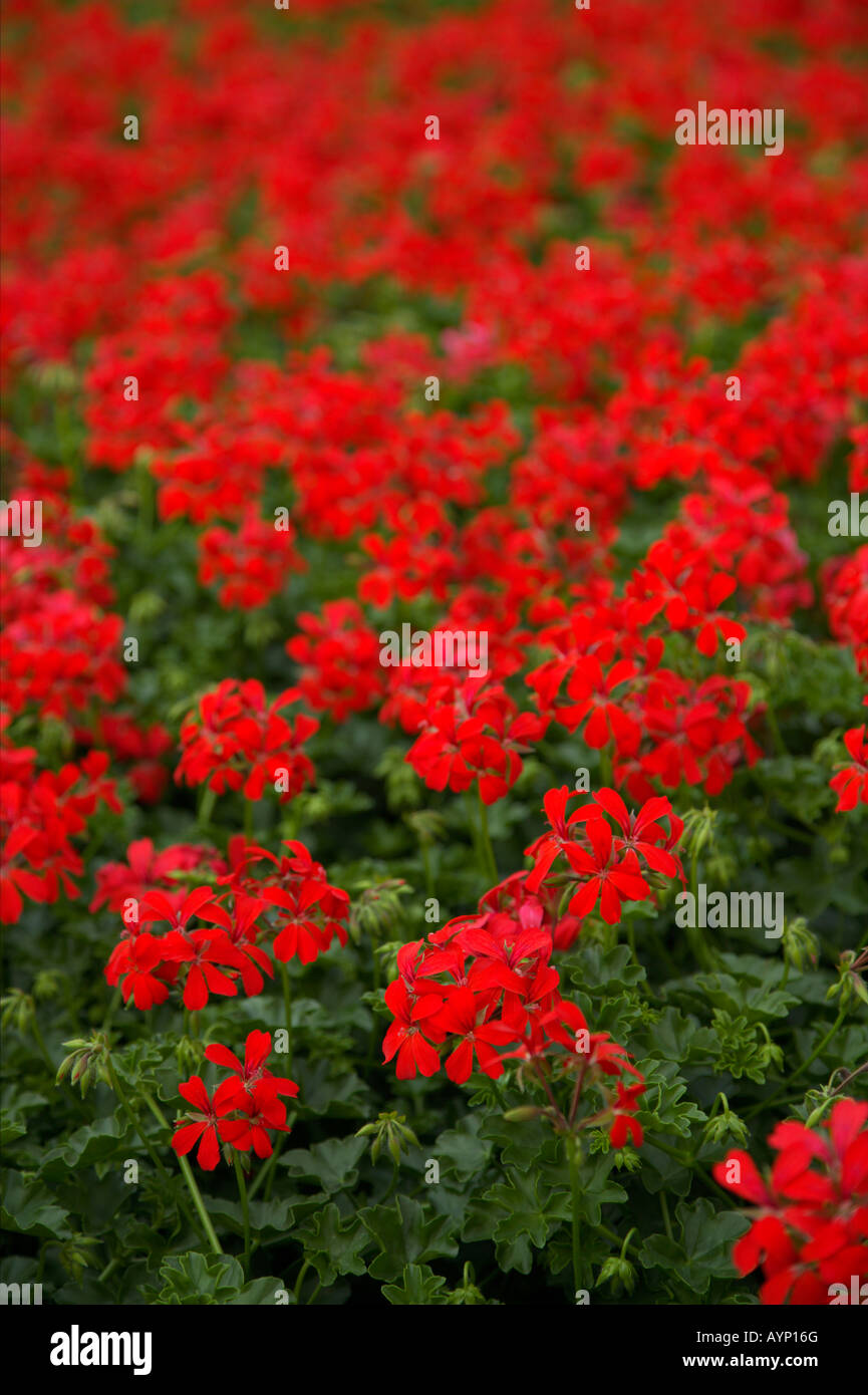 Red blooming geraniums Stock Photo - Alamy
