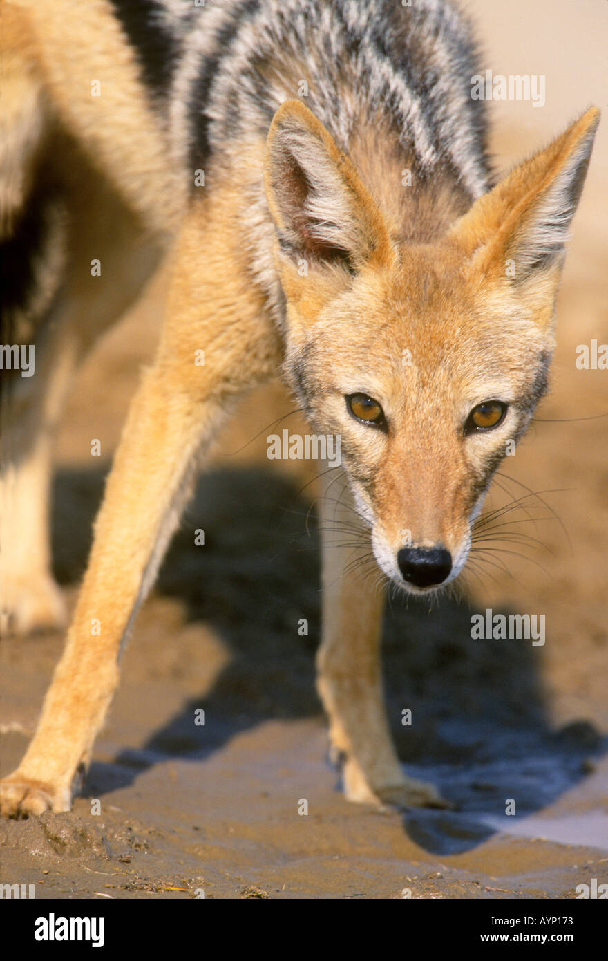 Silver backed jackal Stock Photo - Alamy