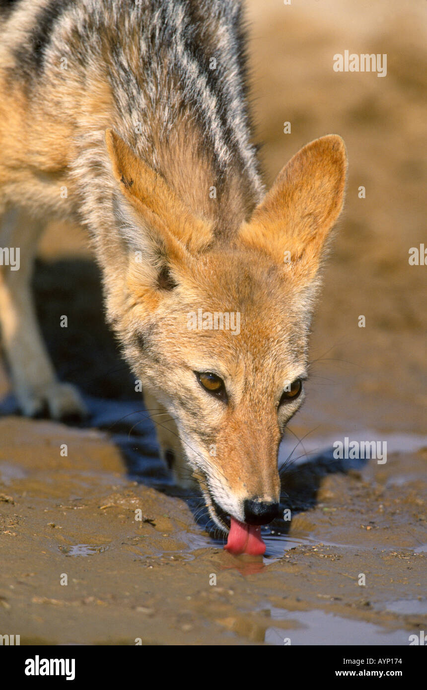 Silver backed jackal Stock Photo - Alamy
