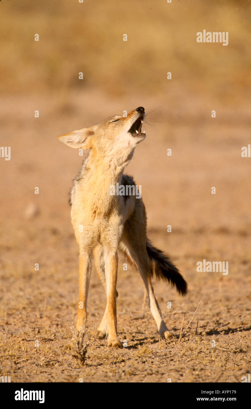 Silver backed jackal howling Stock Photo - Alamy