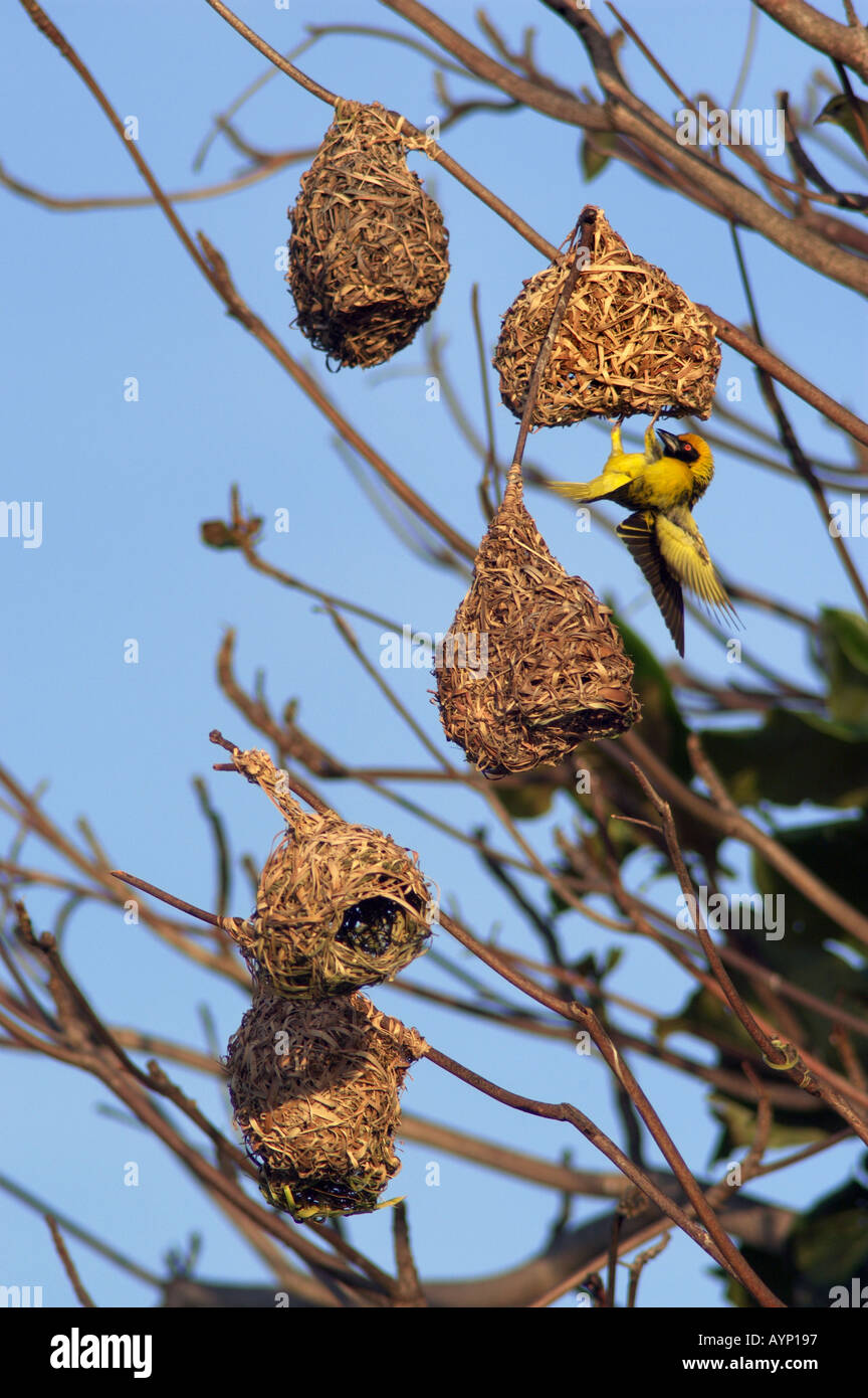 black headed weaver building a nest Stock Photo - Alamy