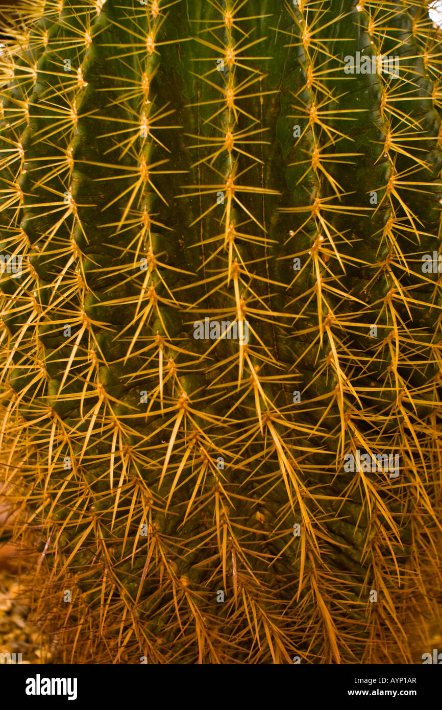 Cactus plant up close Stock Photo - Alamy