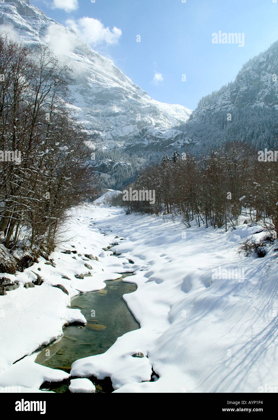 snow on trees in grindelwald switzerland Stock Photo - Alamy