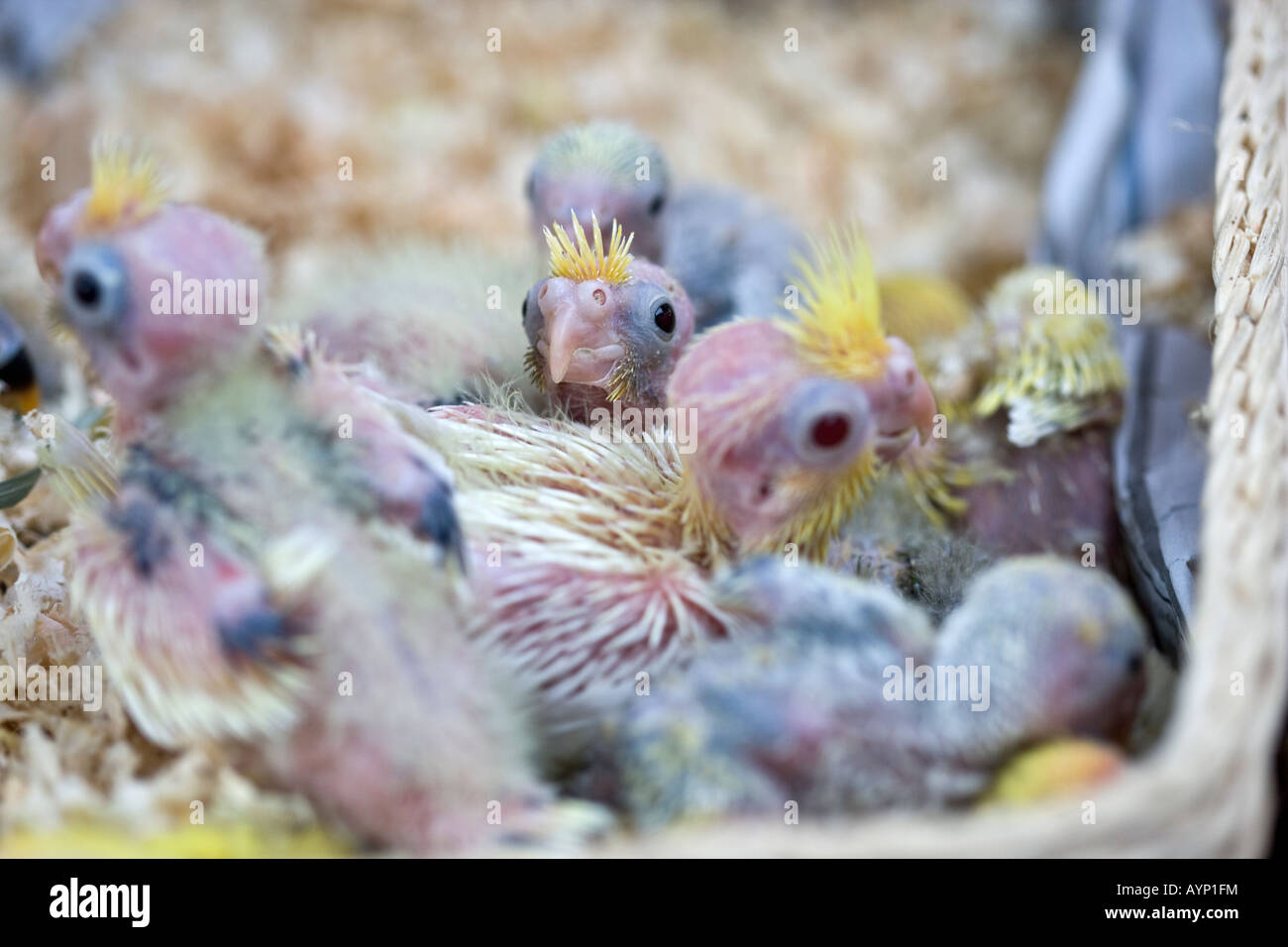 Chatuchak market animals hi-res stock photography and images - Alamy