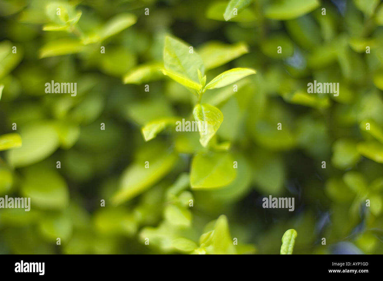 Short depth of field leaves Stock Photo - Alamy