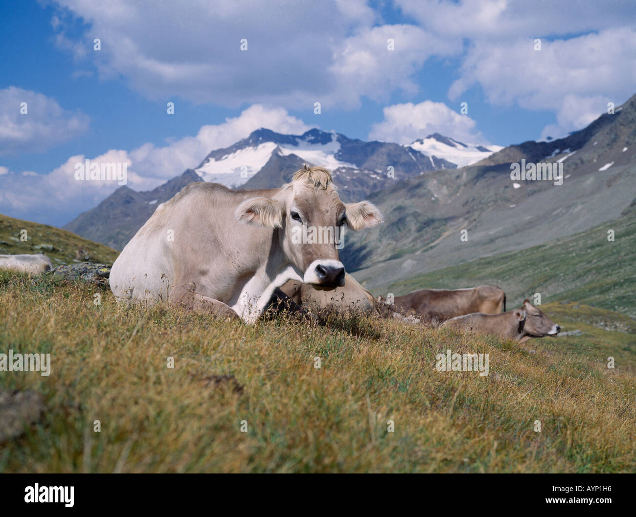 ITALY Dolomites Mountain Range Alpine Farming cattle lying down in ...