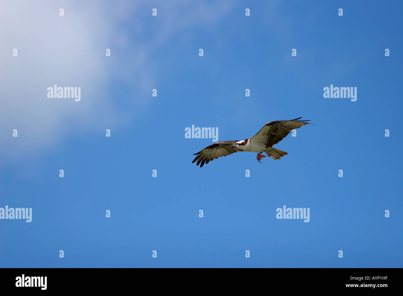 osprey in flight bird prey blue sky speed birds florida birding animal ...