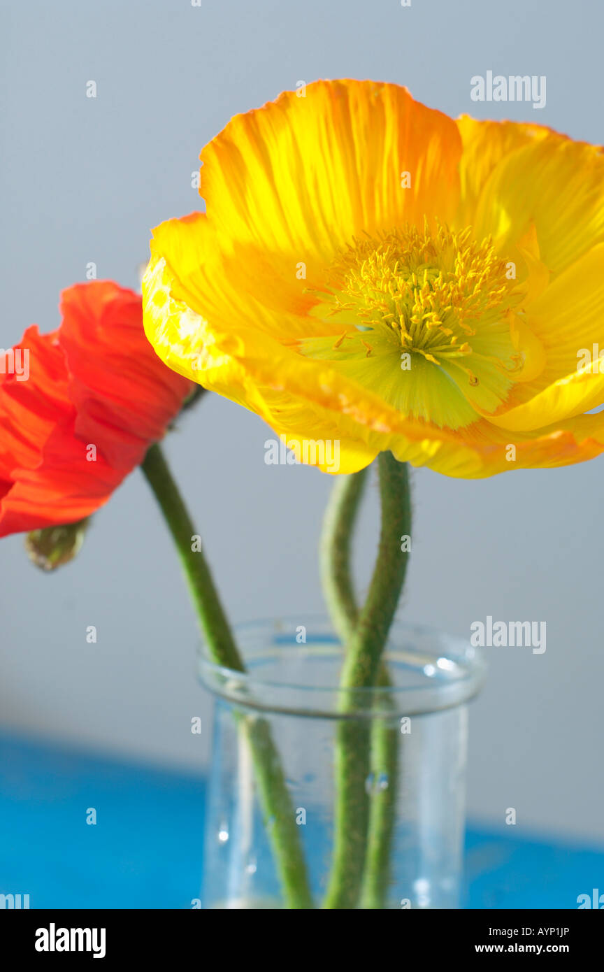 Poppies in a vase Stock Photo - Alamy
