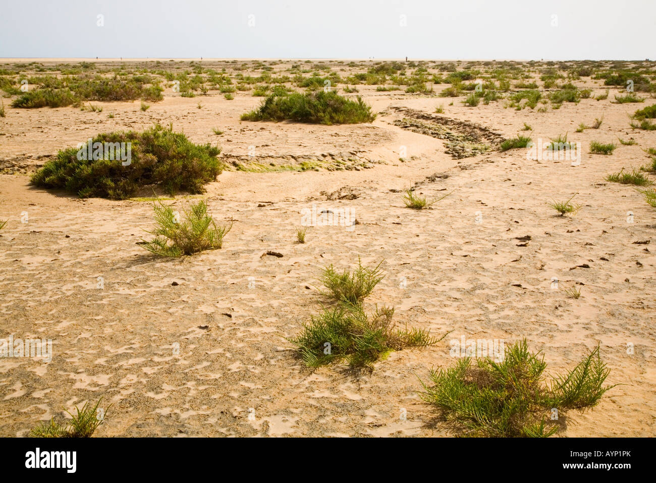 Salt marsh of Playa Sotavento de Jandia, Fuerteventura, Canaries, Spain ...