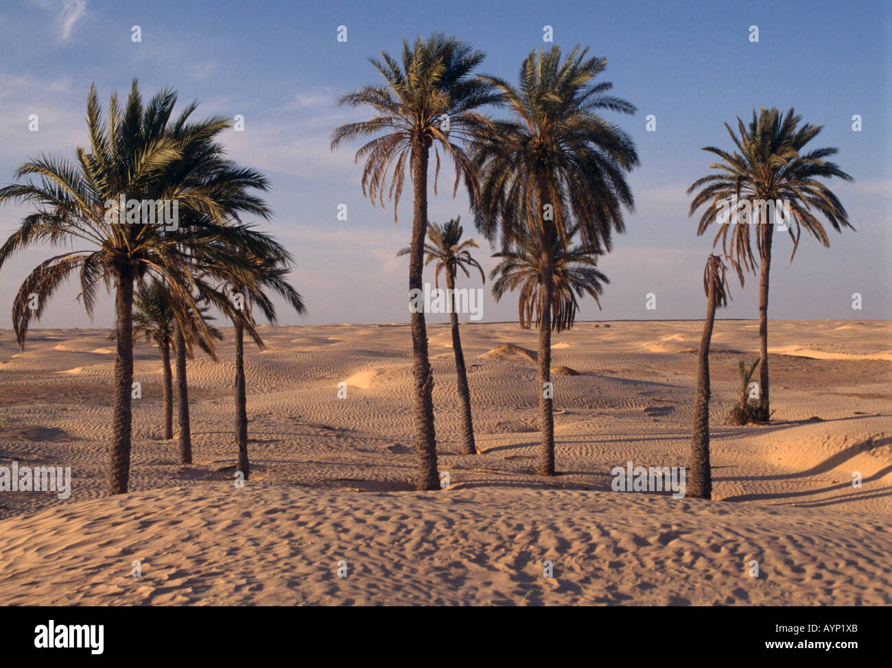 Oasis of douz tunisia hi-res stock photography and images - Alamy