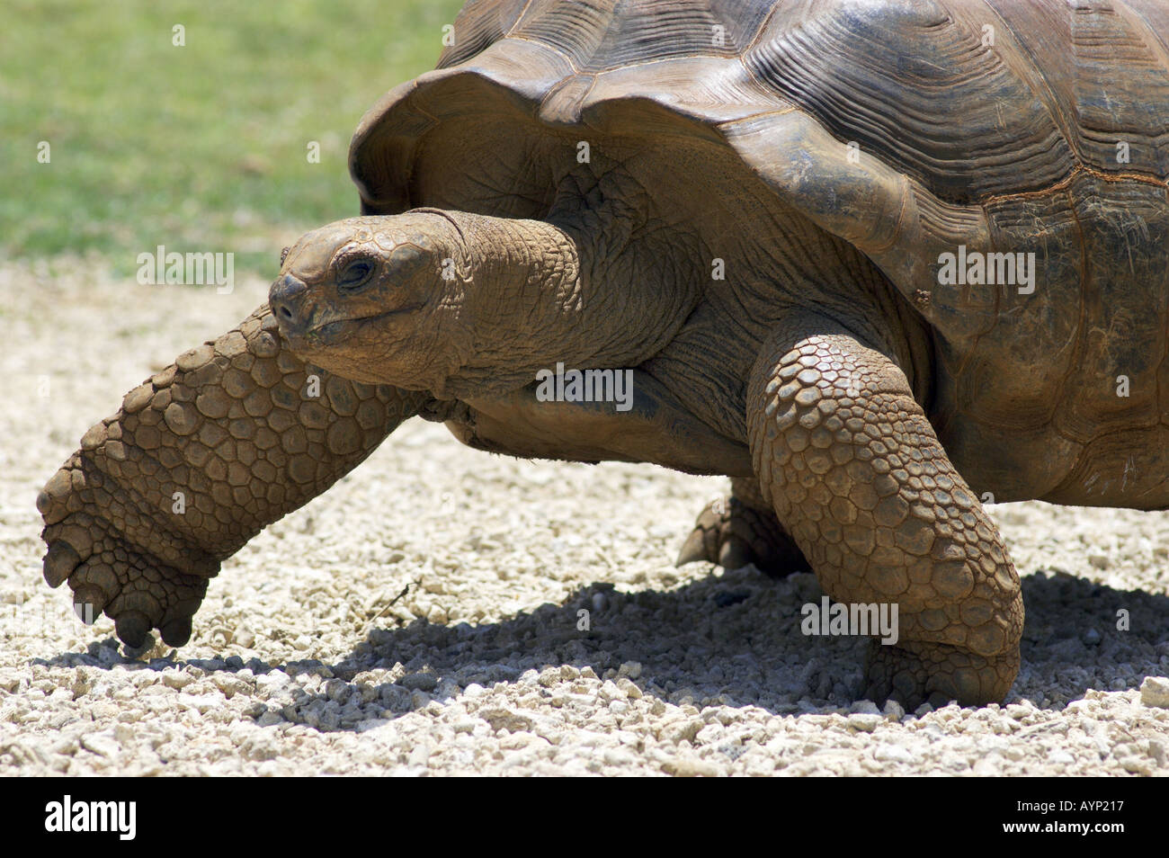 Giant aldabran land tortoise hi-res stock photography and images - Alamy
