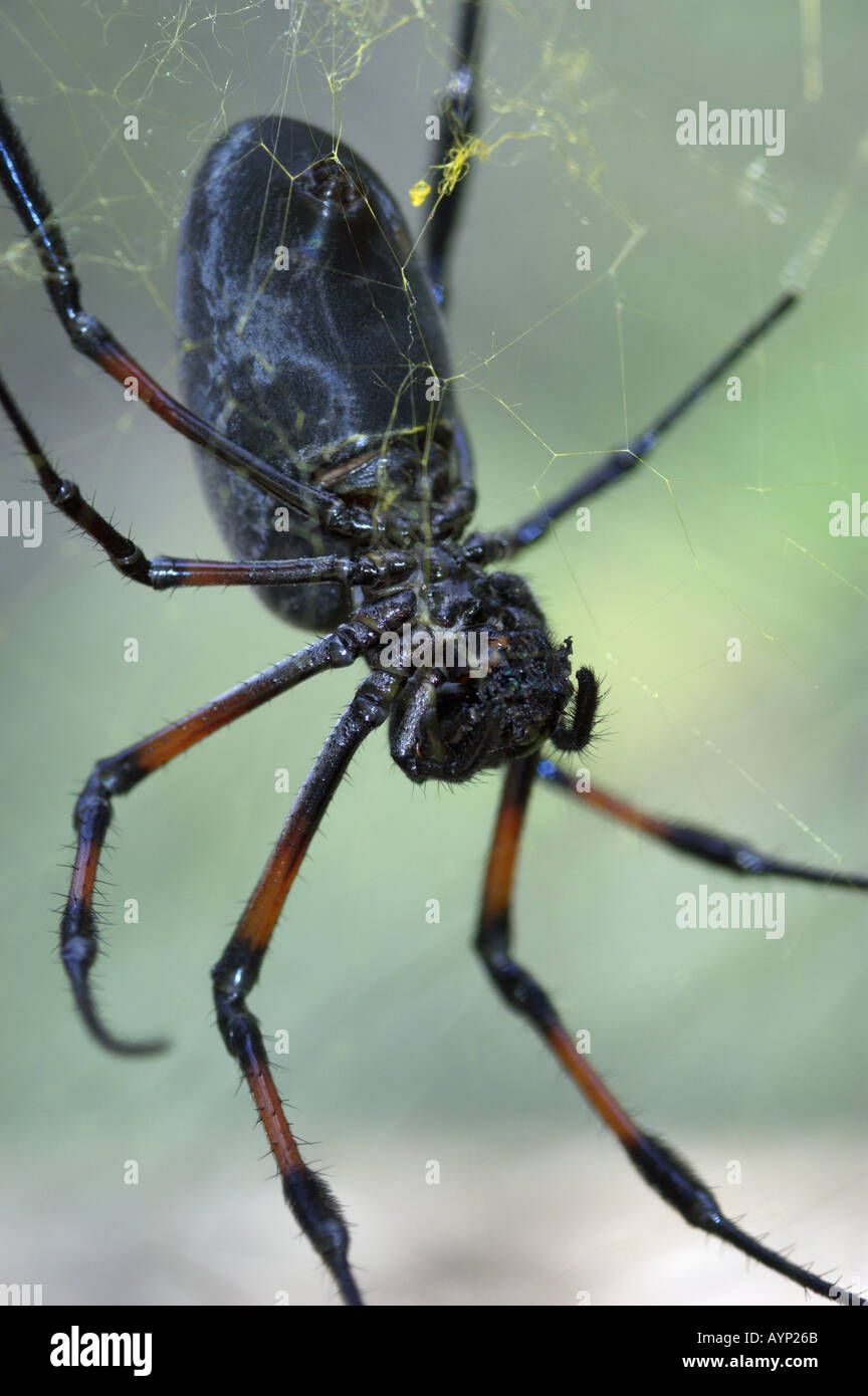 large spider on web - Nephila inaurata - Red-legged Golden Orb-web ...