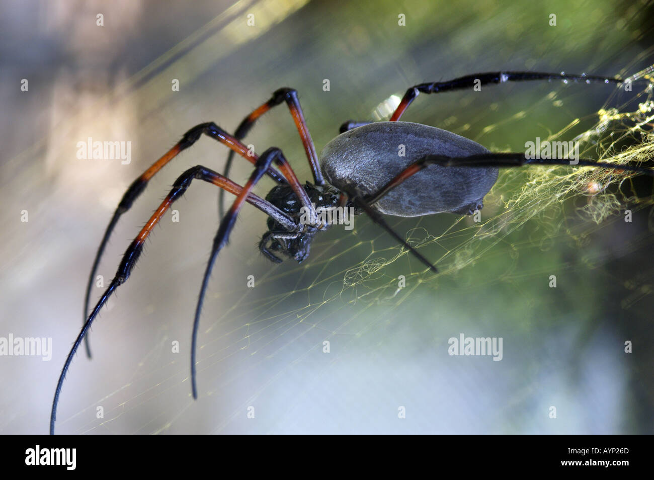 Large african spider hi-res stock photography and images - Alamy