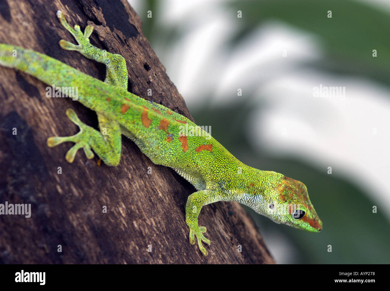 Madagascan day gecko hi-res stock photography and images - Alamy