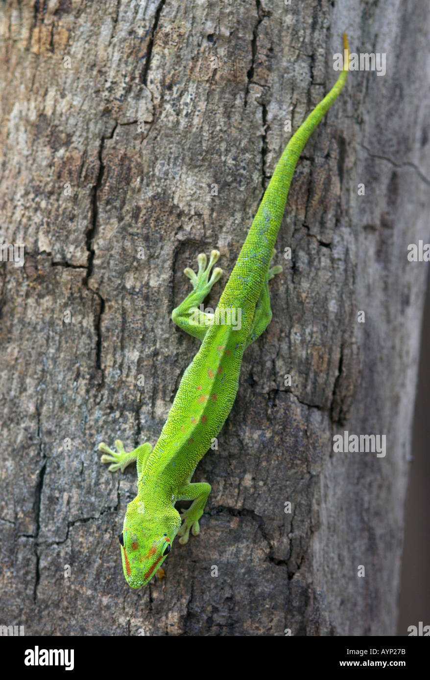 Madagascan giant day gecko in a tree hi-res stock photography and ...