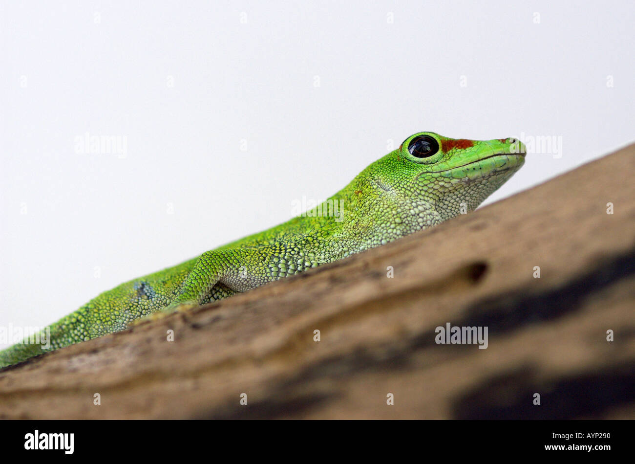 Gecko tree mauritius hi-res stock photography and images - Alamy