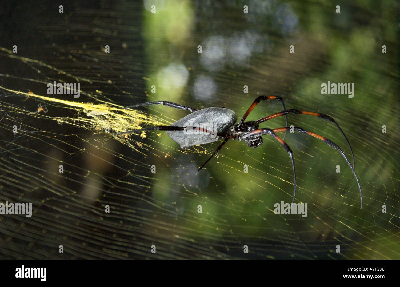 Red legged golden orb web spider nephila inaurata hi-res stock ...