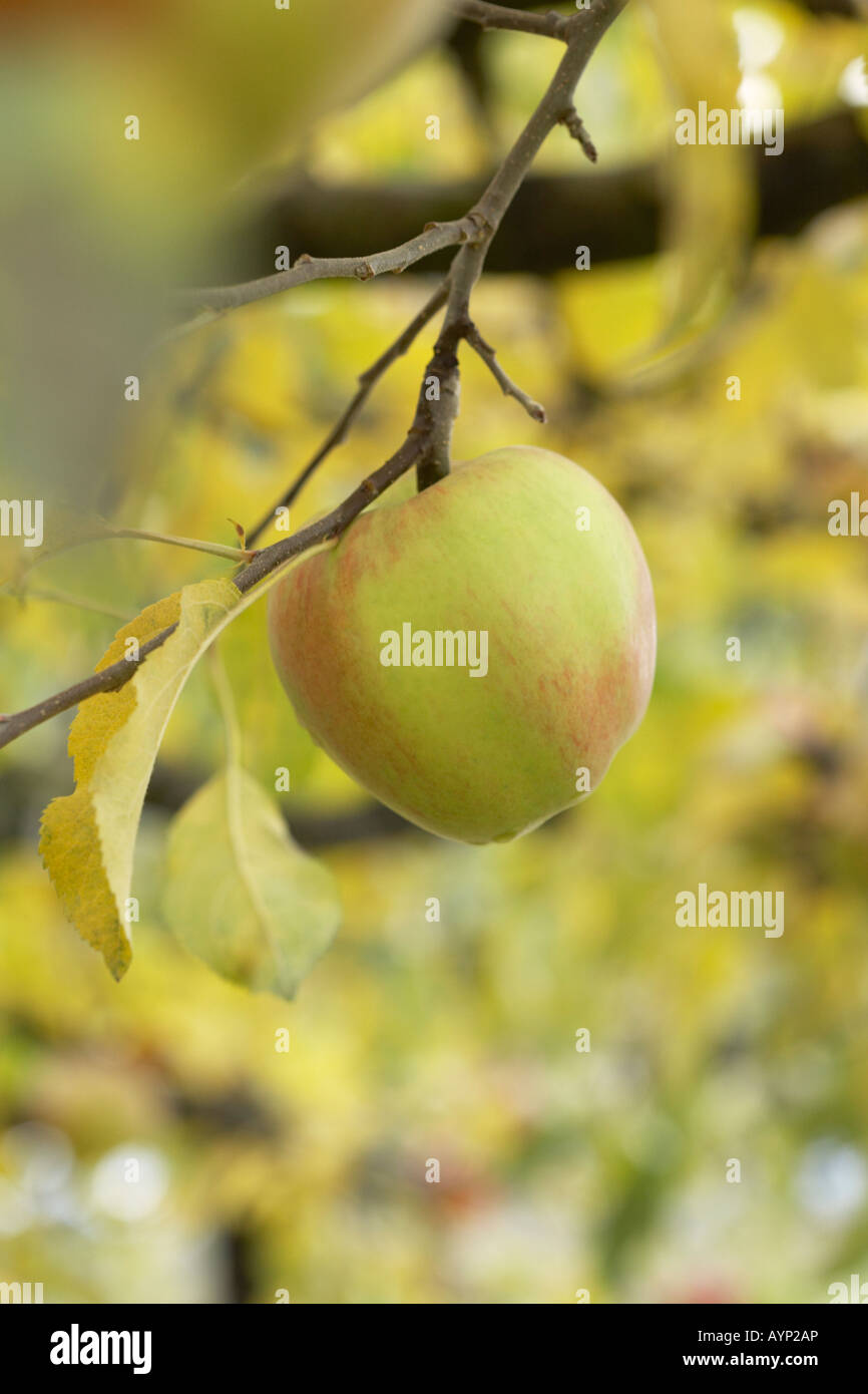 Melrose apple hi-res stock photography and images - Alamy