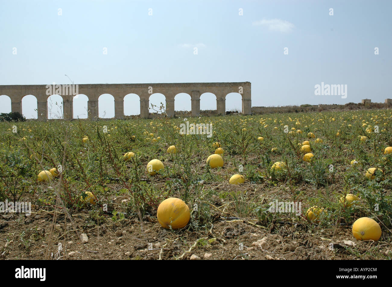 Melons growing by a ruin, Malta Stock Photo - Alamy