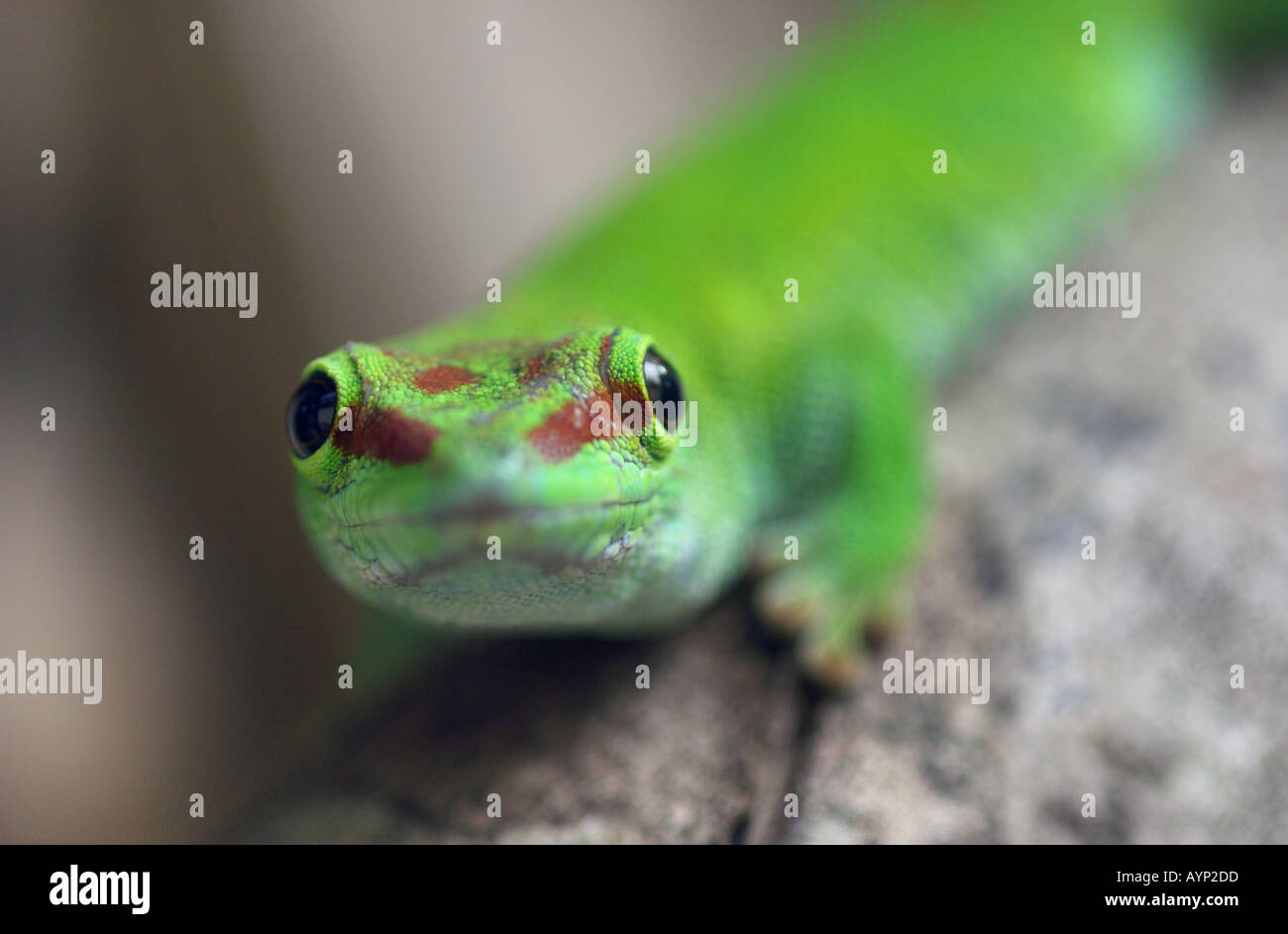 Gecko tree mauritius hi-res stock photography and images - Alamy