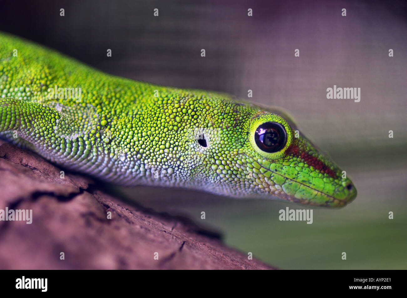 Gecko tree mauritius hi-res stock photography and images - Alamy