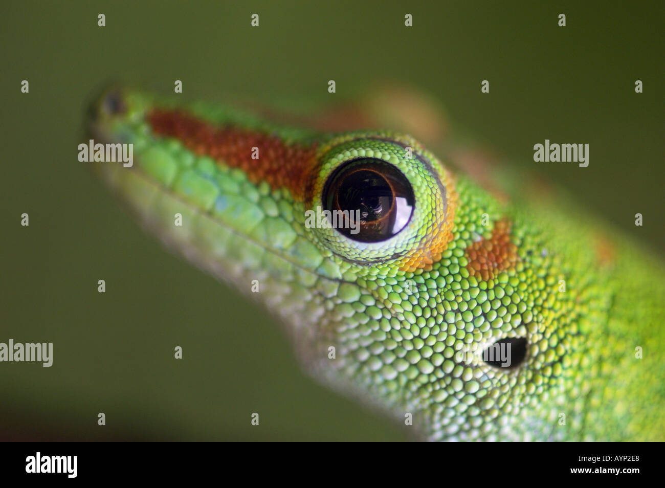Madagascan giant day gecko hi-res stock photography and images - Alamy