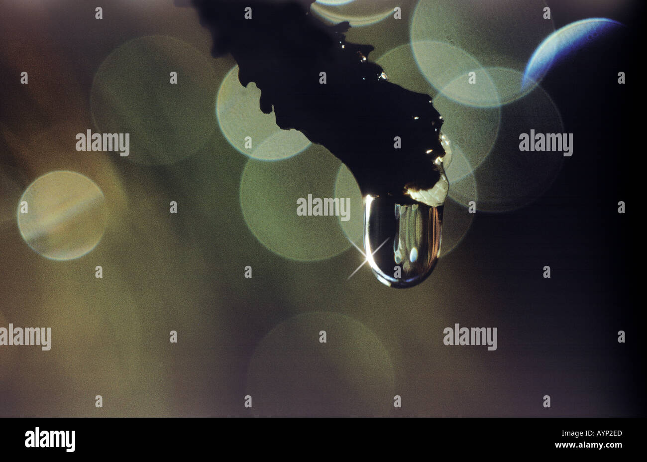 Close up of raindrop falling from pine tree stem Stock Photo - Alamy