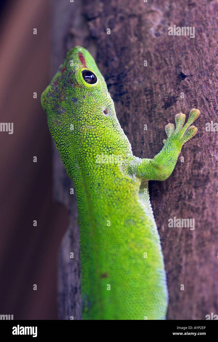 Madagascan giant day gecko in a tree hi-res stock photography and ...