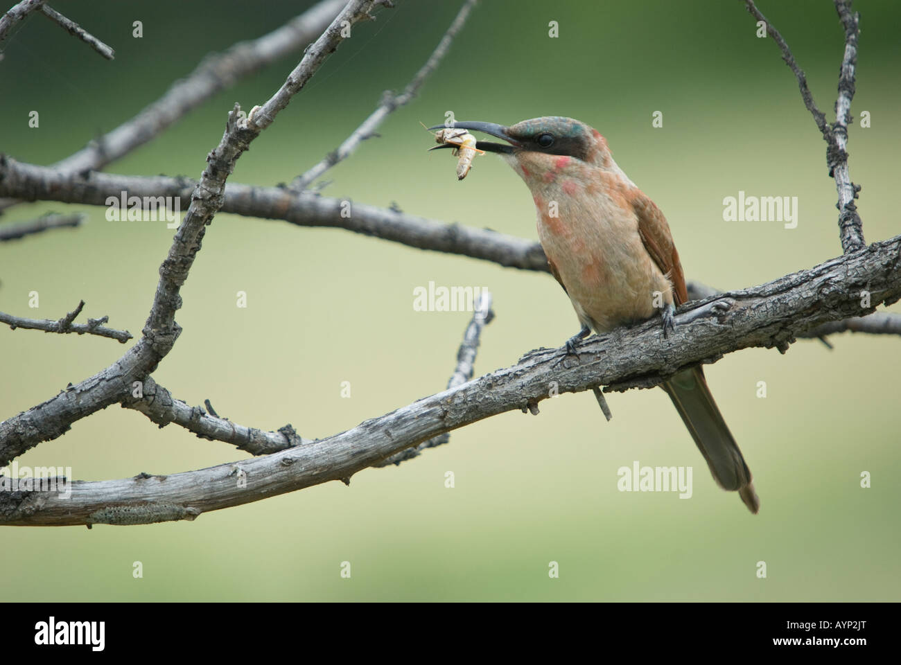 A juvenile carmine bee eater eating a grasshopper Stock Photo - Alamy
