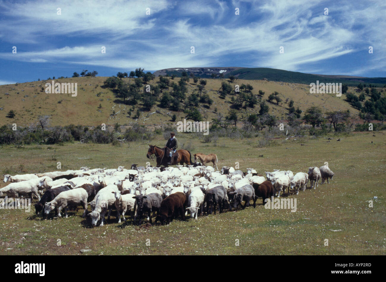 CHILE South America Patagonia Farming Agriculture Traditional sheep ...