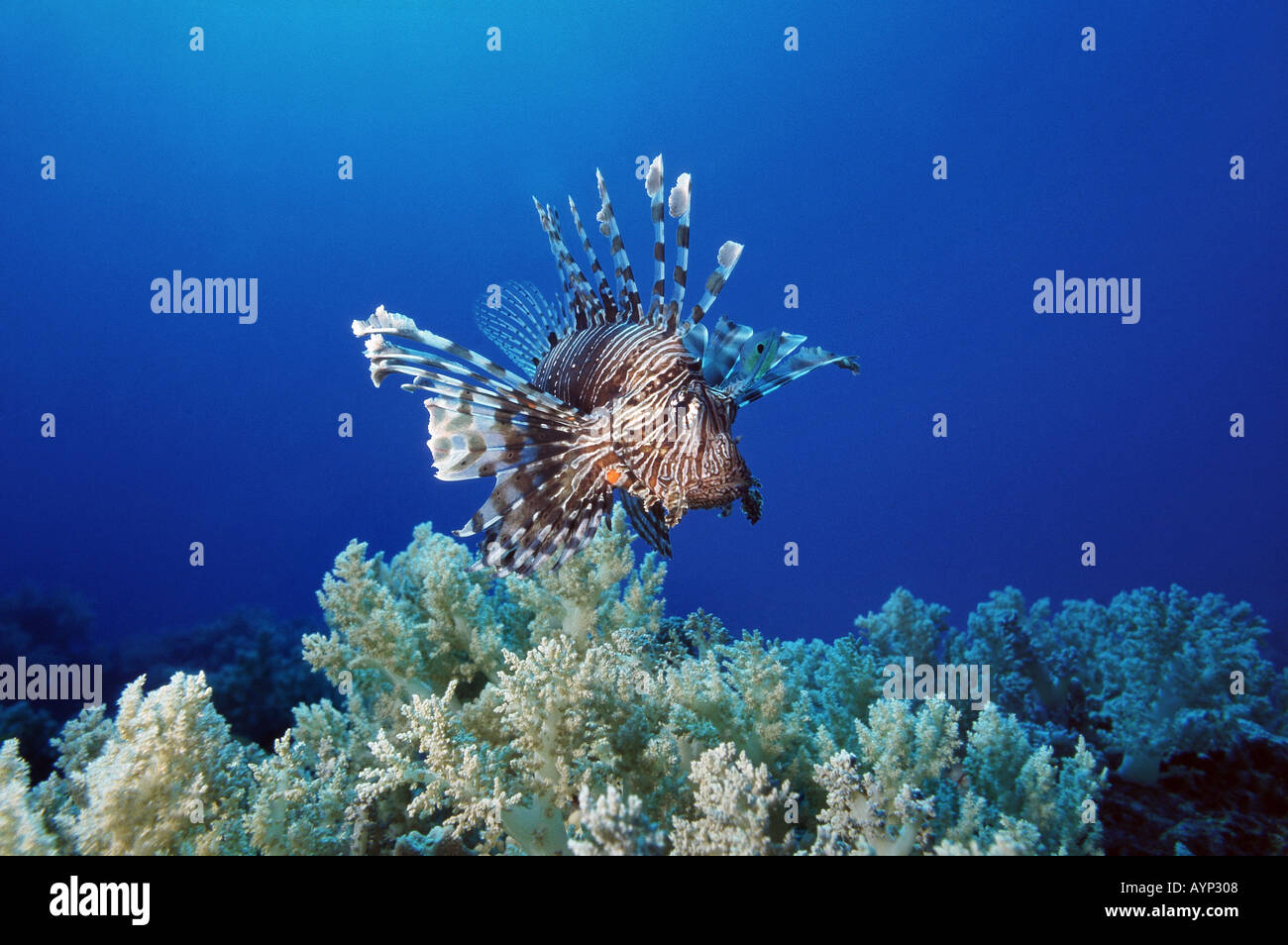Venomous lion fish swim on hi-res stock photography and images - Alamy