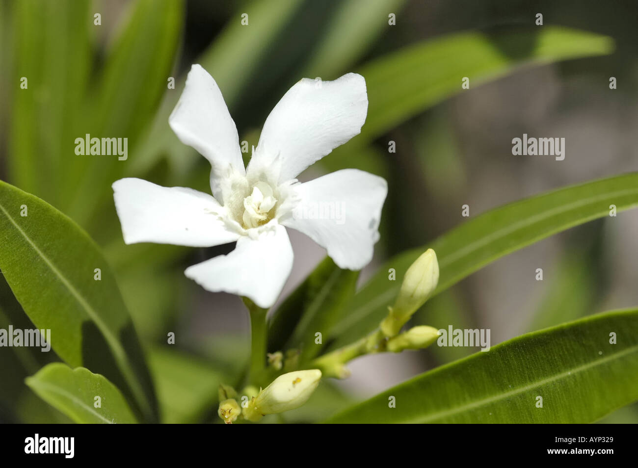Oleander Bushes In Bloom High Resolution Stock Photography and Images ...