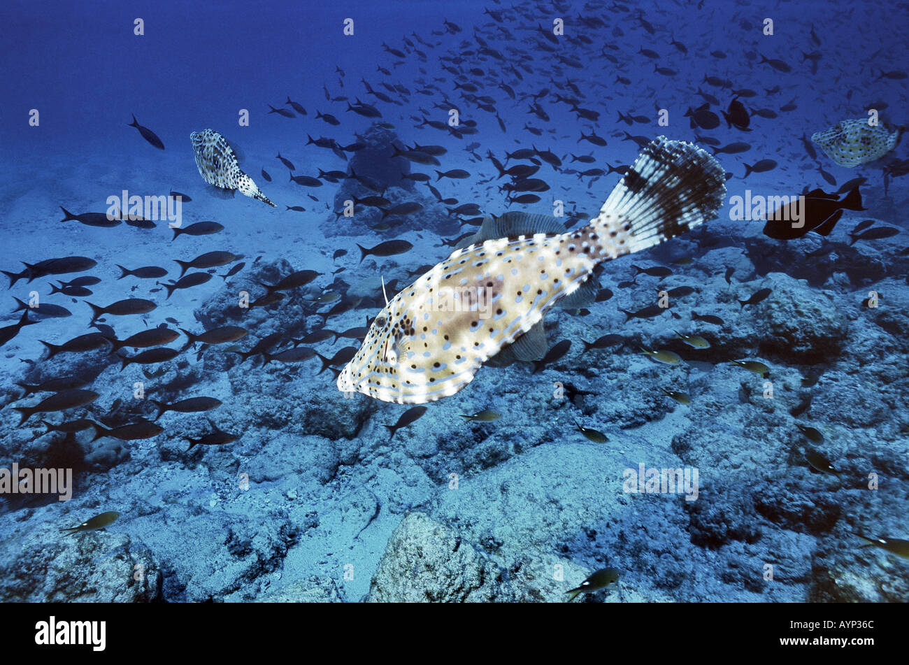 Filefish island marine hi-res stock photography and images - Alamy