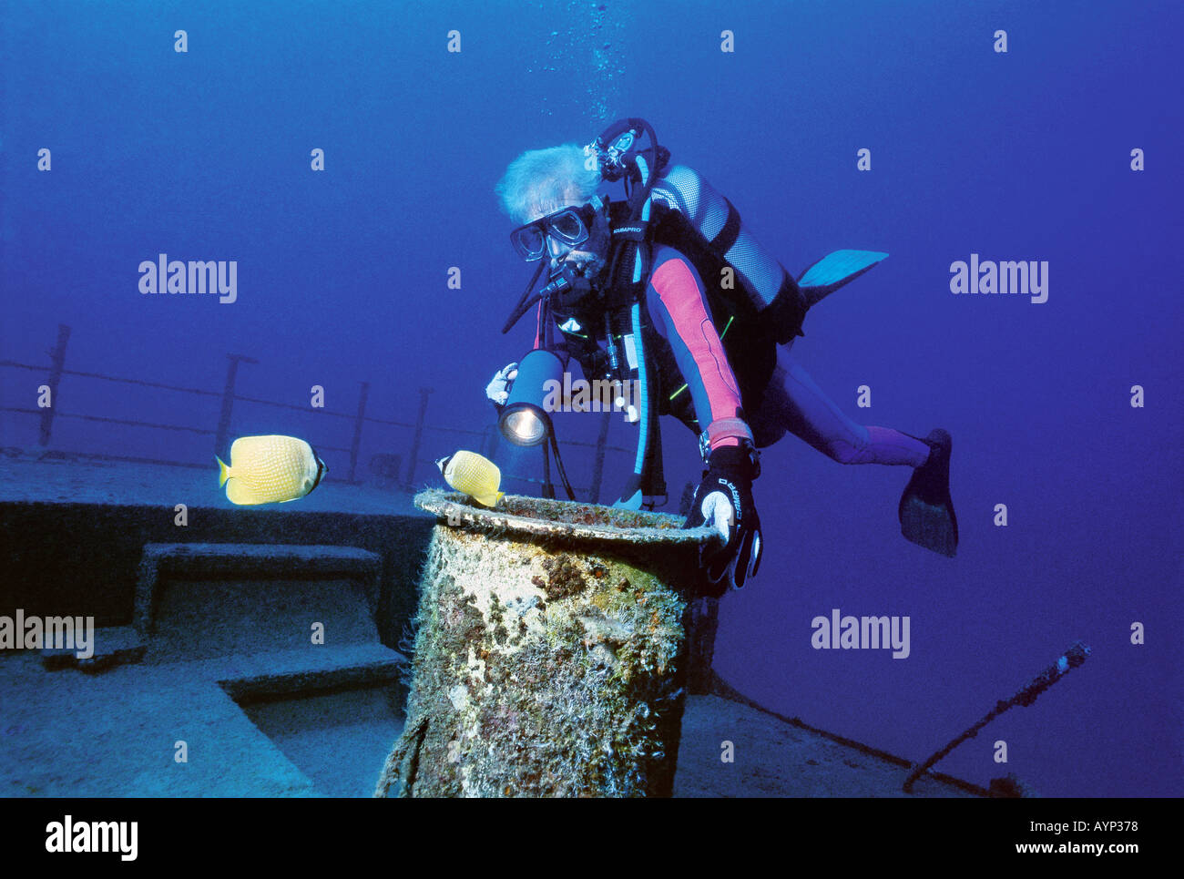 Butterflyfish wreck fish hi-res stock photography and images - Alamy